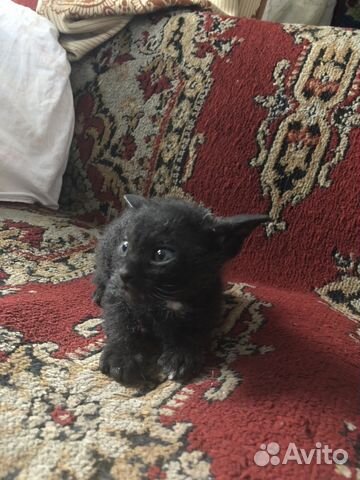 Котёнок Девон Рэкс