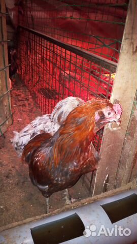 Семья кур породы Араукана, инкубационное яйцо