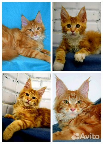 Огромные коты Мейн-кун разных окрасов