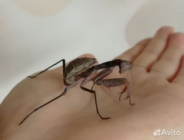 Богомолы африканские древесные