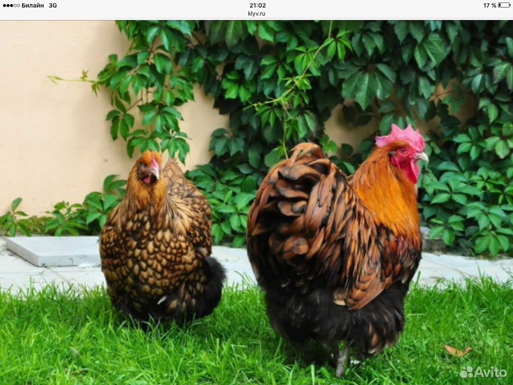 Орпингтон цыплята 9 месяцев, Куры 23 мес, Яйцо инк