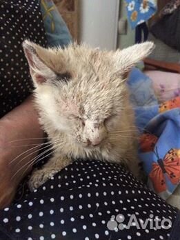 Несчастная, но победившая Афродита ищет дом