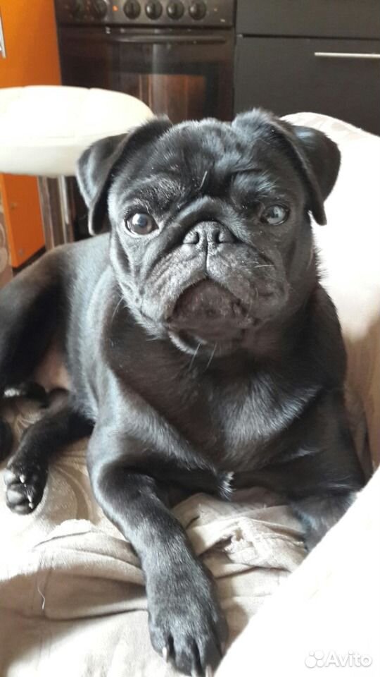 Продам Щенков породы Мопс