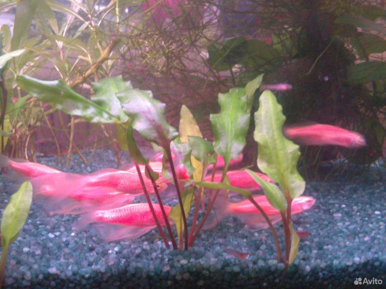 Криптокарина