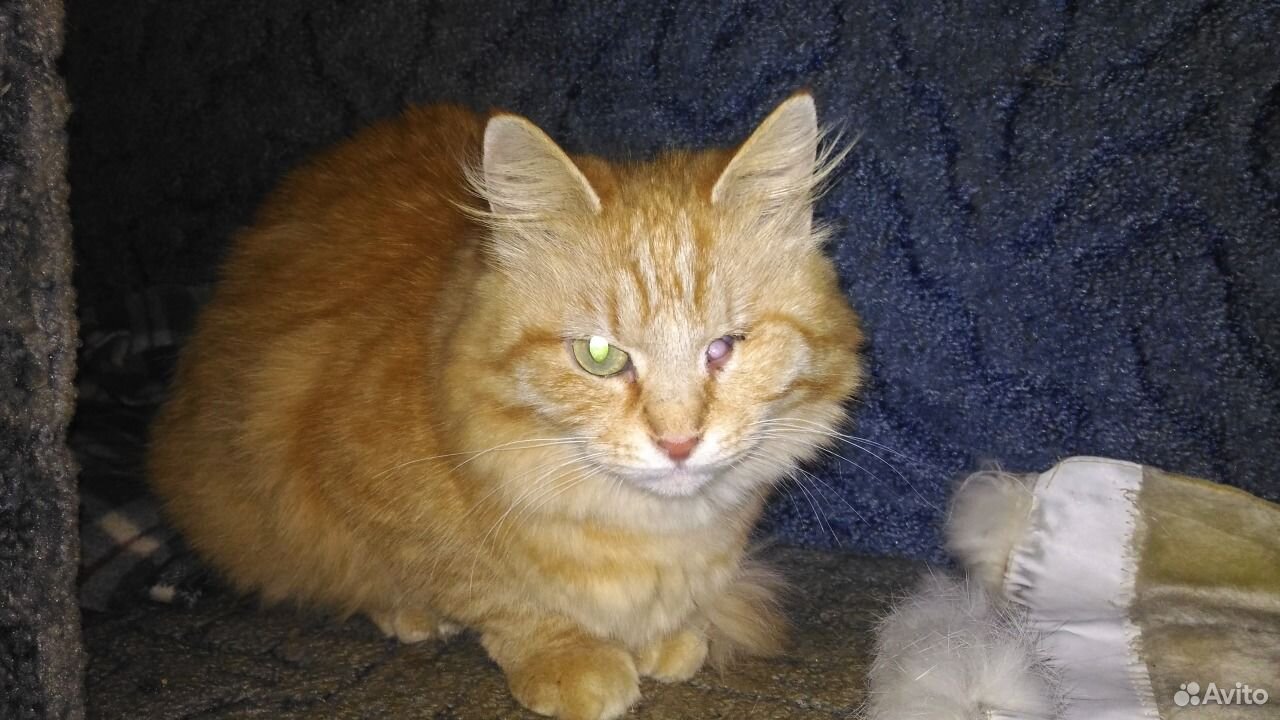 Рыжая кошечка-лисичка Ася (инвалид)