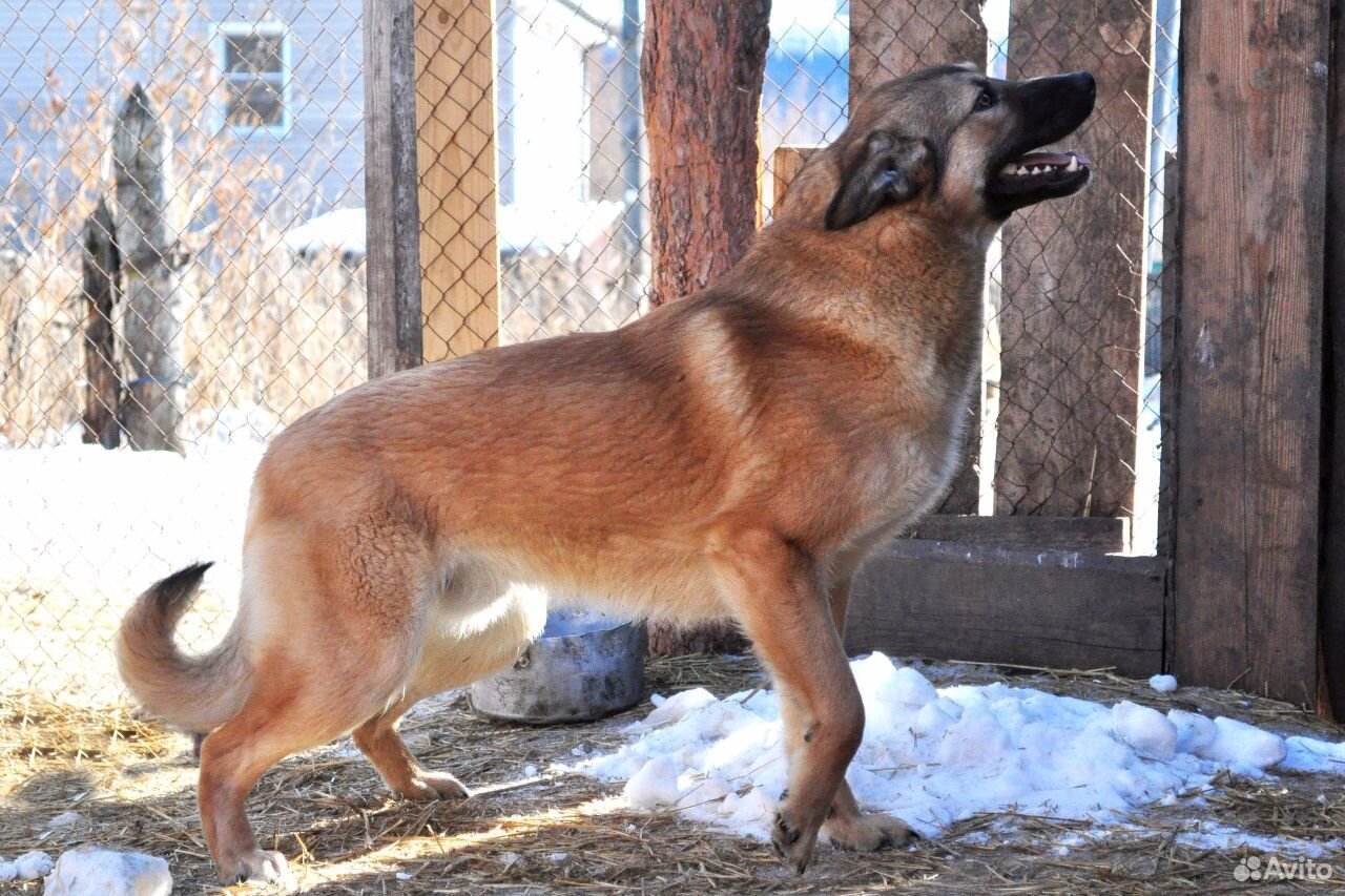 Собака в надёжные руки