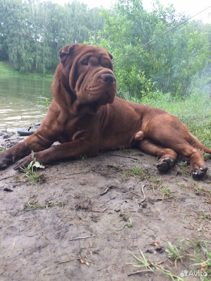 Жених для вязки