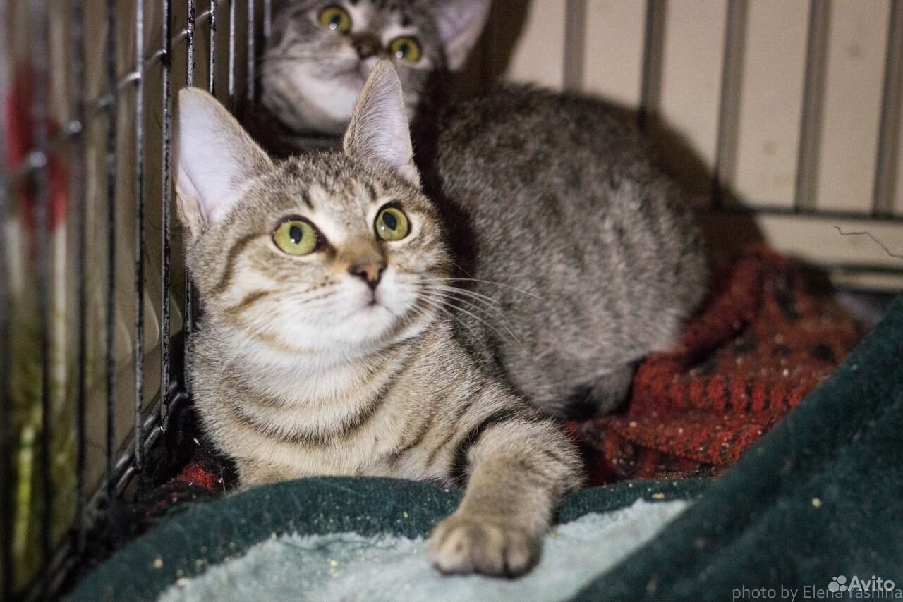 Крошечный котик Вафленок