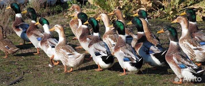 Утята. Суточные