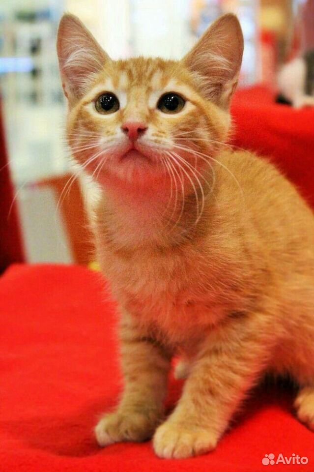 Весёлый Рокки - рыжий котенок только для вас