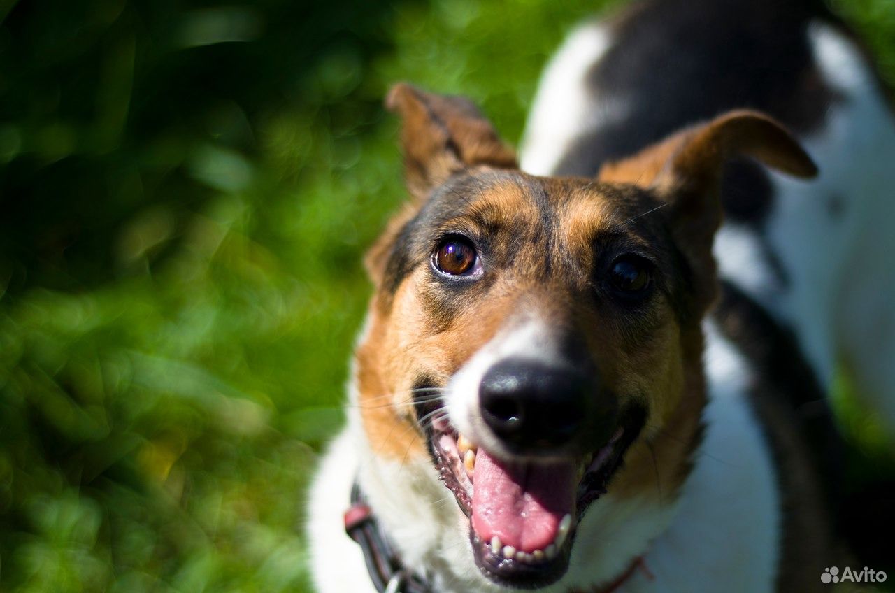 Солнечная собака Глаша ищет дом
