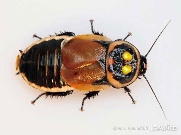 Таракан-автомобильчик