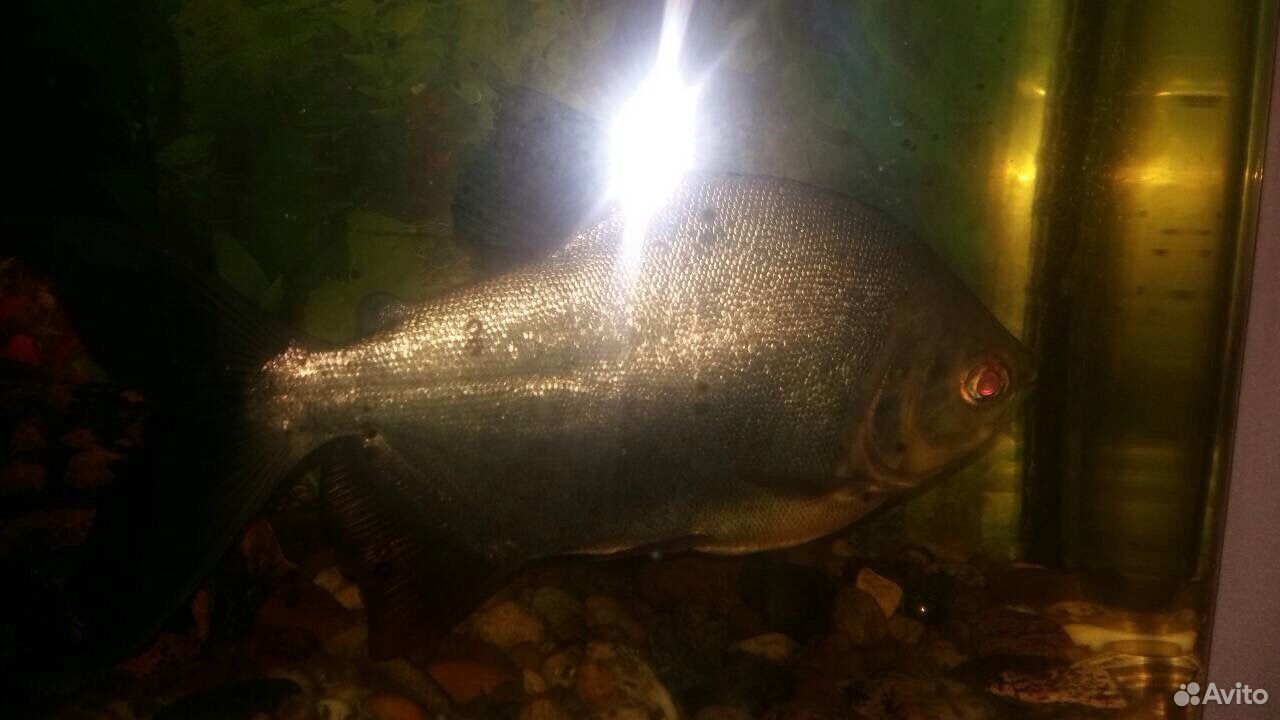 Пирания Амазонка