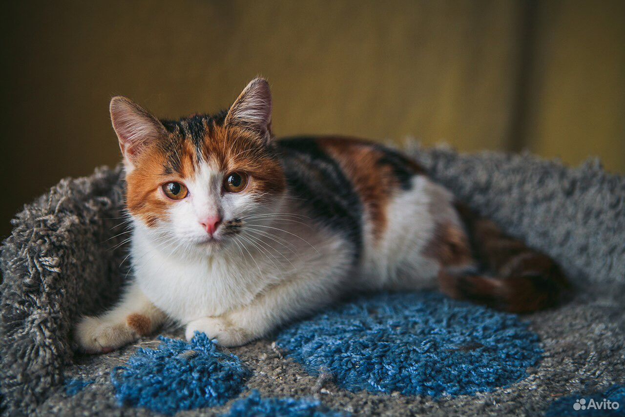 Мегги ищет дом