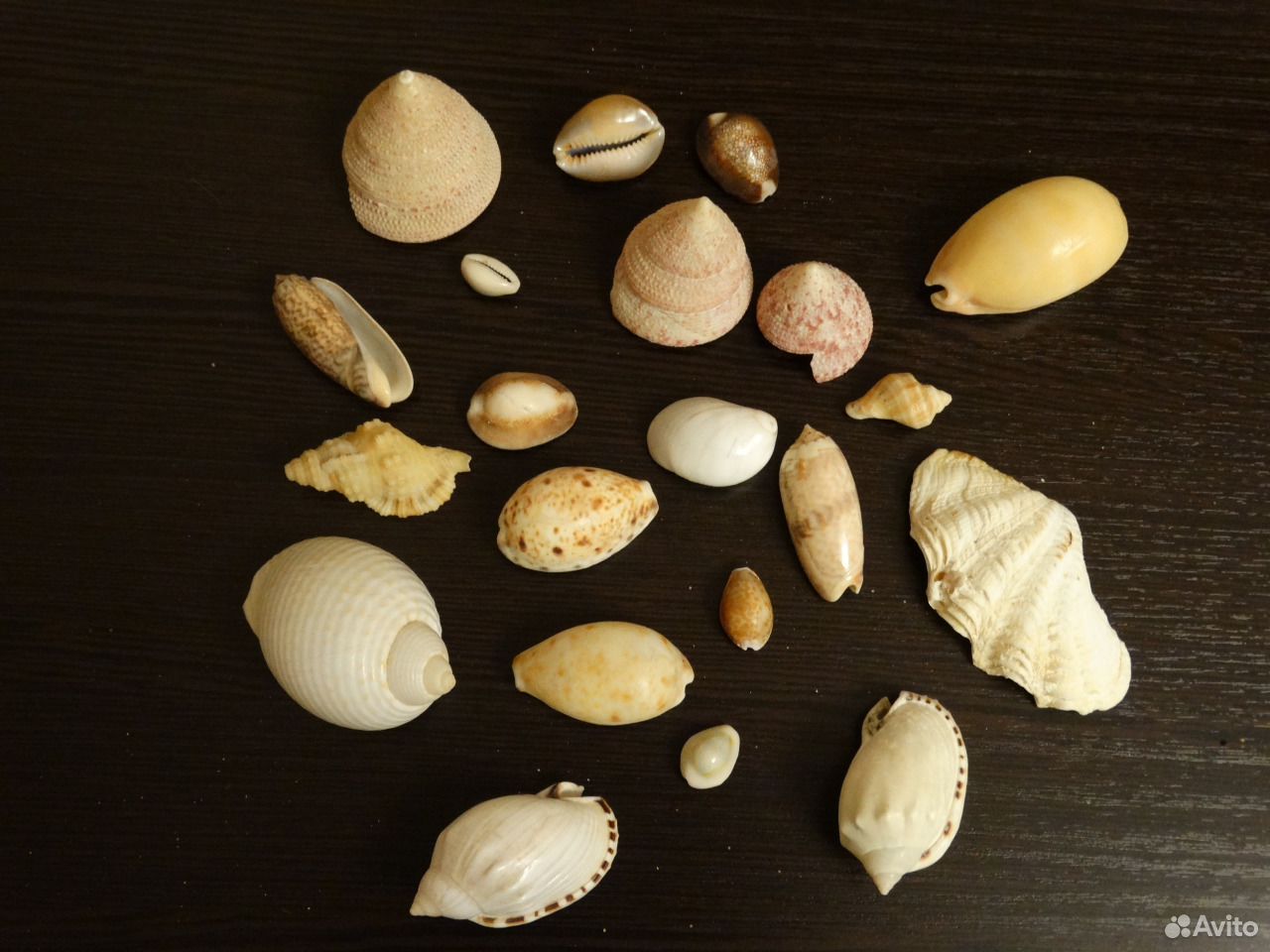 Ракушки в аквариум