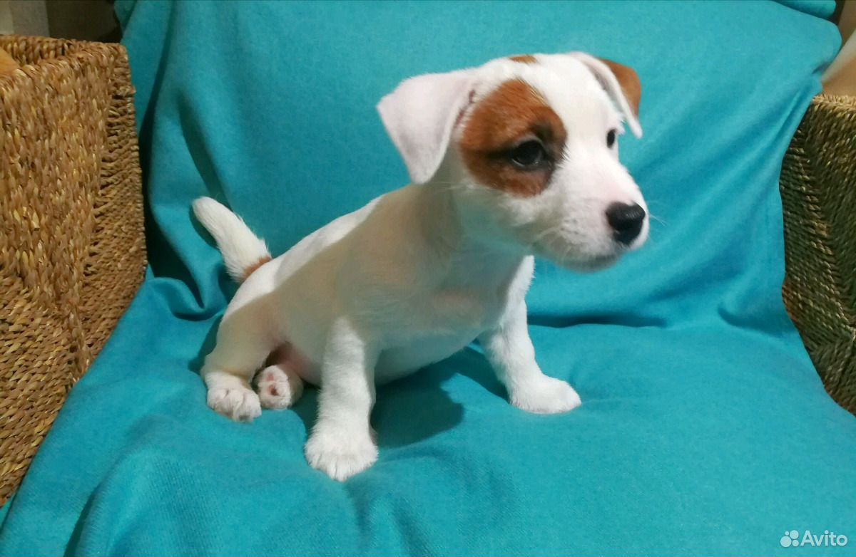 Маленькая неженка (девочка)