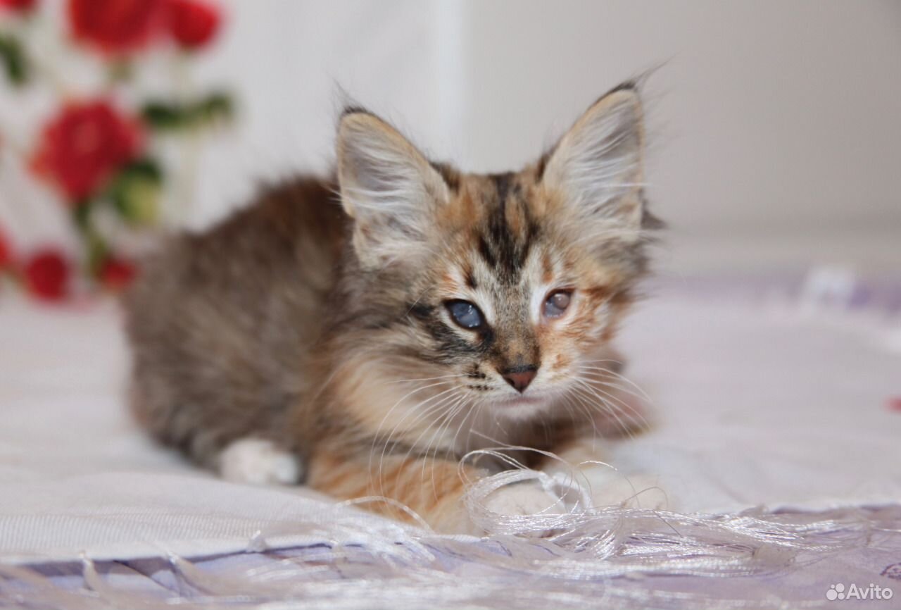 Кузенька, особенный котенок