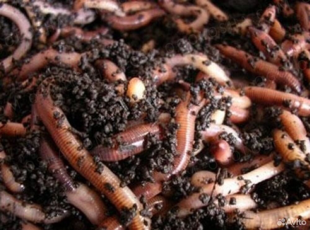 Черви "Старатель" для производства удобрений