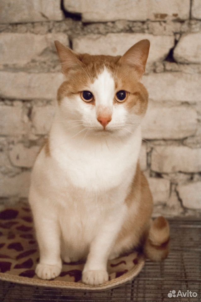 Котик в добрые руки, ищем семью. Бесплатно