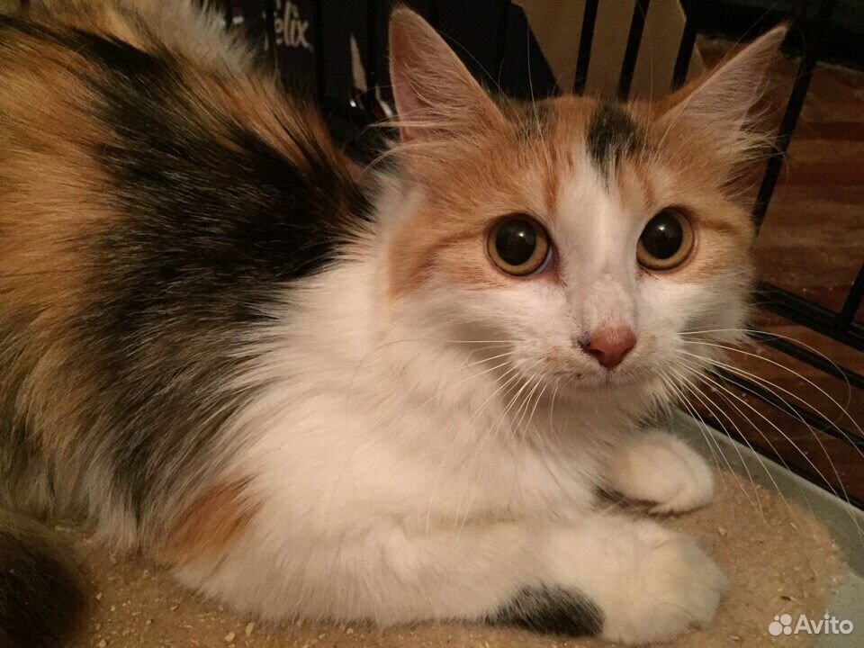 Кошечка Алиса ищет дом