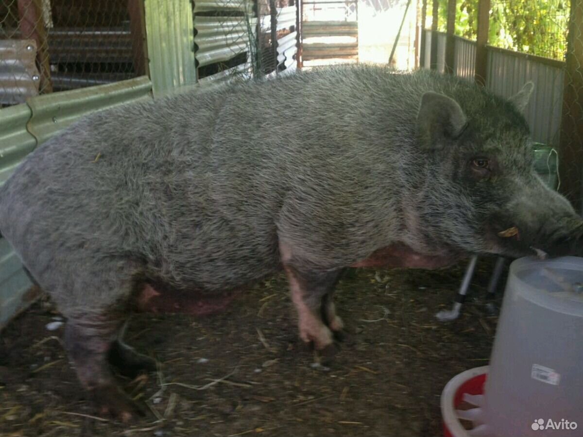 Продаю хряка