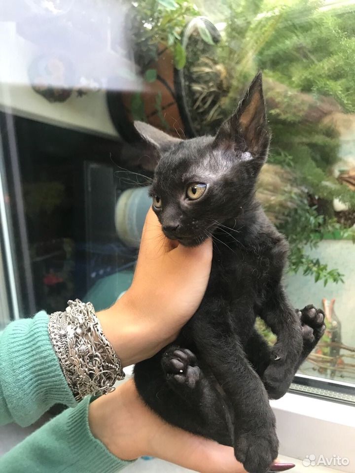 Котята Корниш-рекс