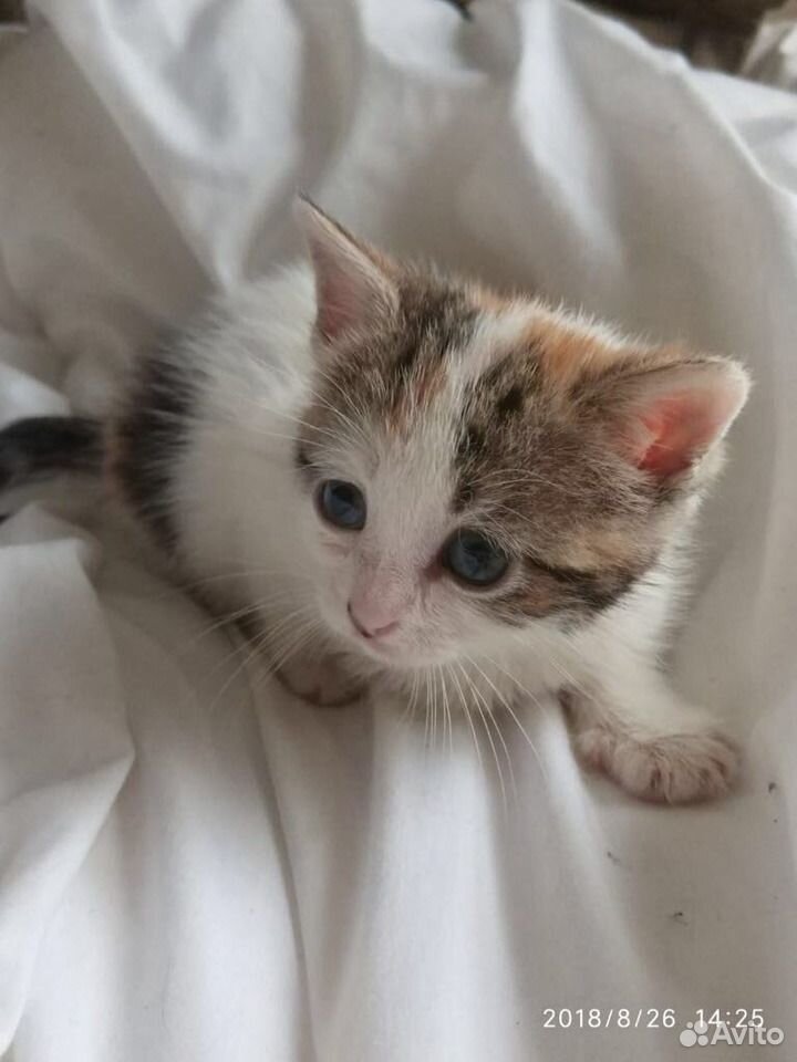 Ассоль в добрые руки