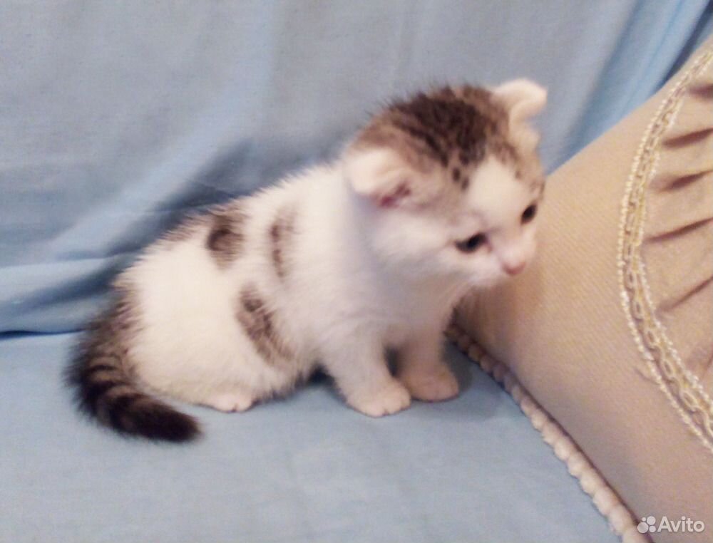 Чудесные котята