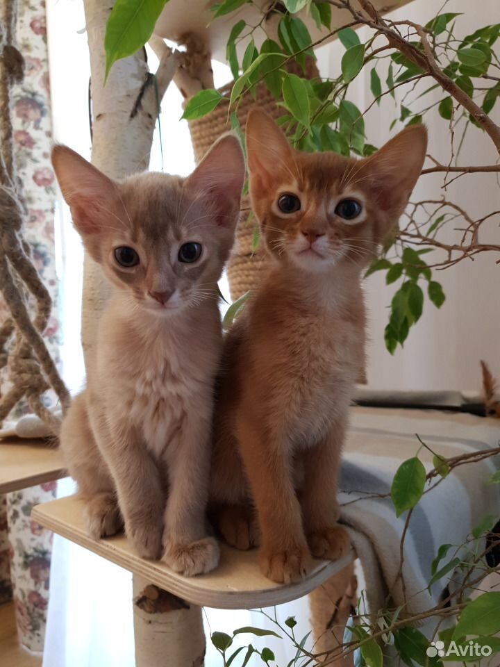 Абиссинские котики 06.06.2018 д.р. фавн и соррель