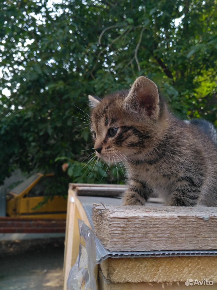 Настоящий мужчина в любящие руки