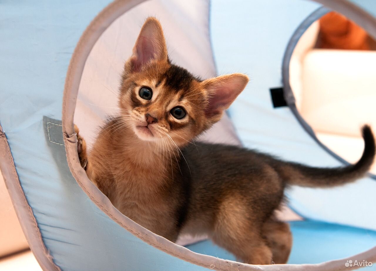 Абиссинский котенок, мальчик дикого окраса