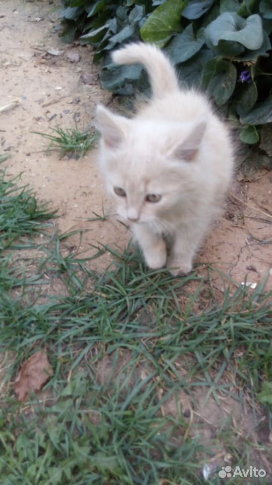 Котенок в добрые руки