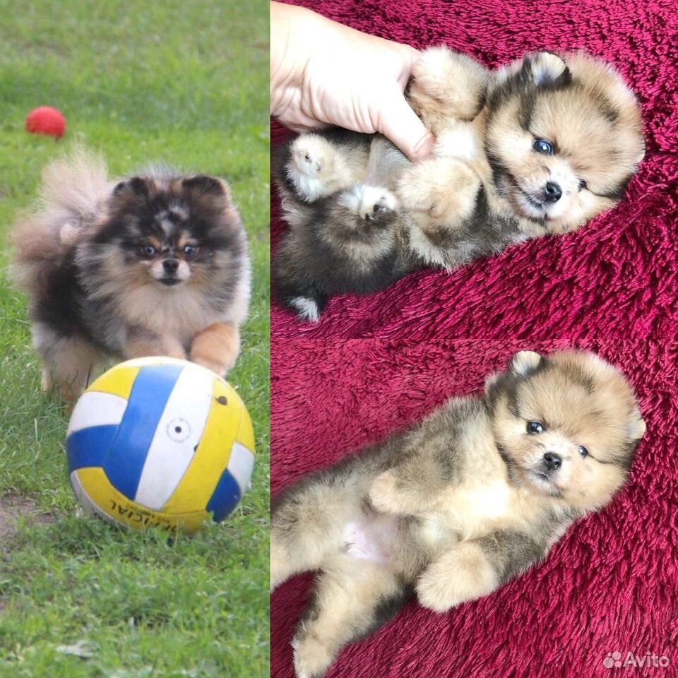 Девочка шпиц шоко-мрамор с подп. С голубым глазом