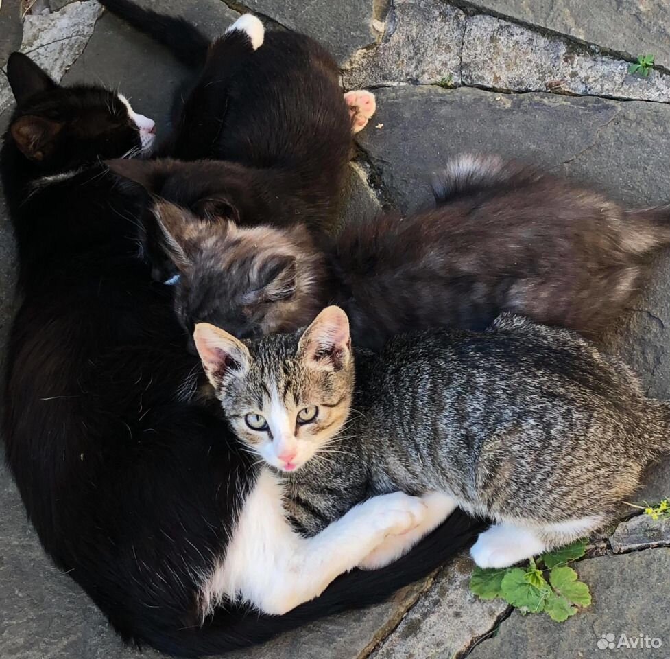 Котята ищут новый дом