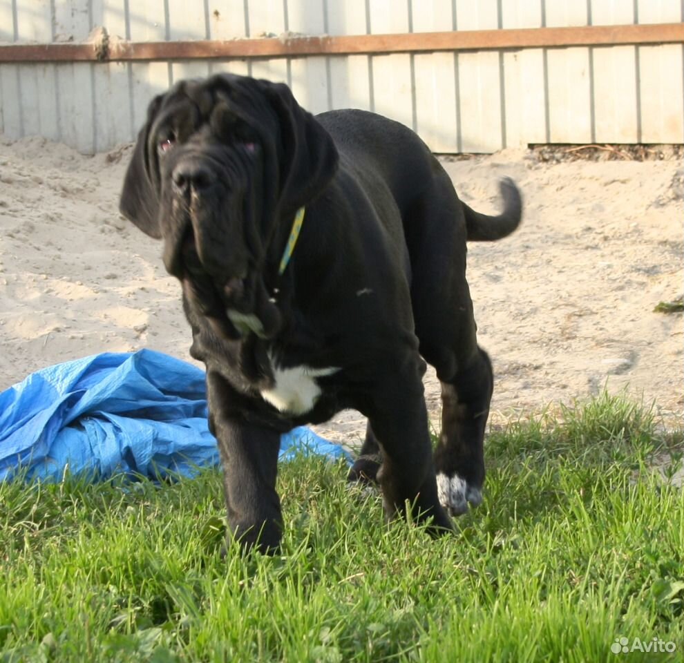 Щенки мастино наполетано