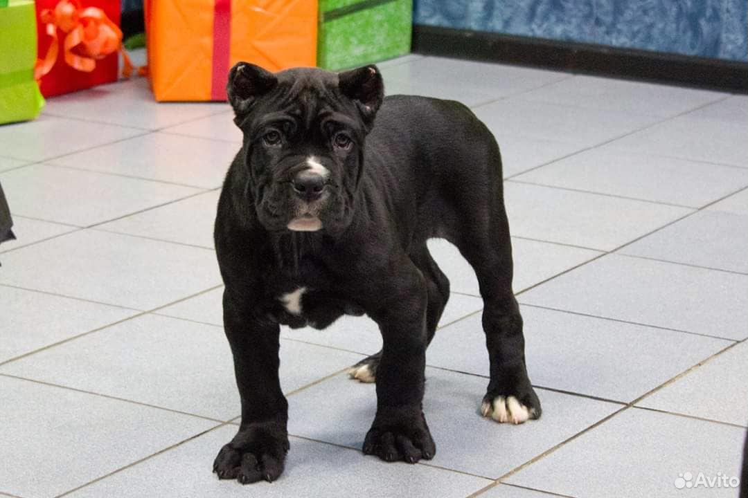 Очень перспективная сука кане корсо