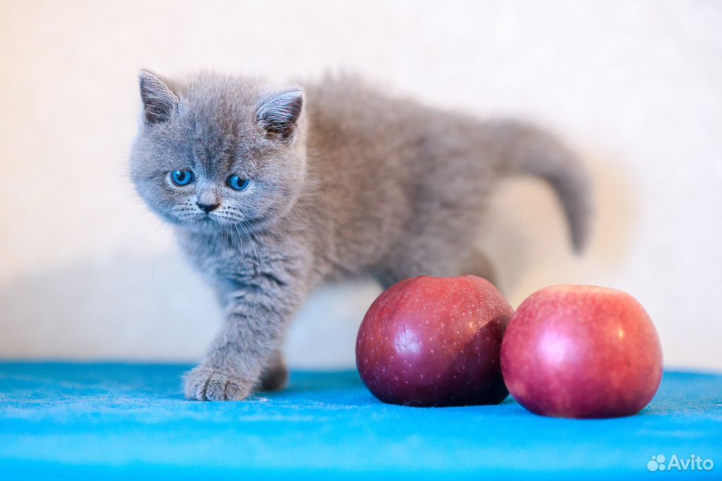 Британский короткошерстный котенок Гром
