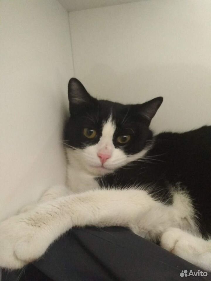 Милейшая кошечка Василиса