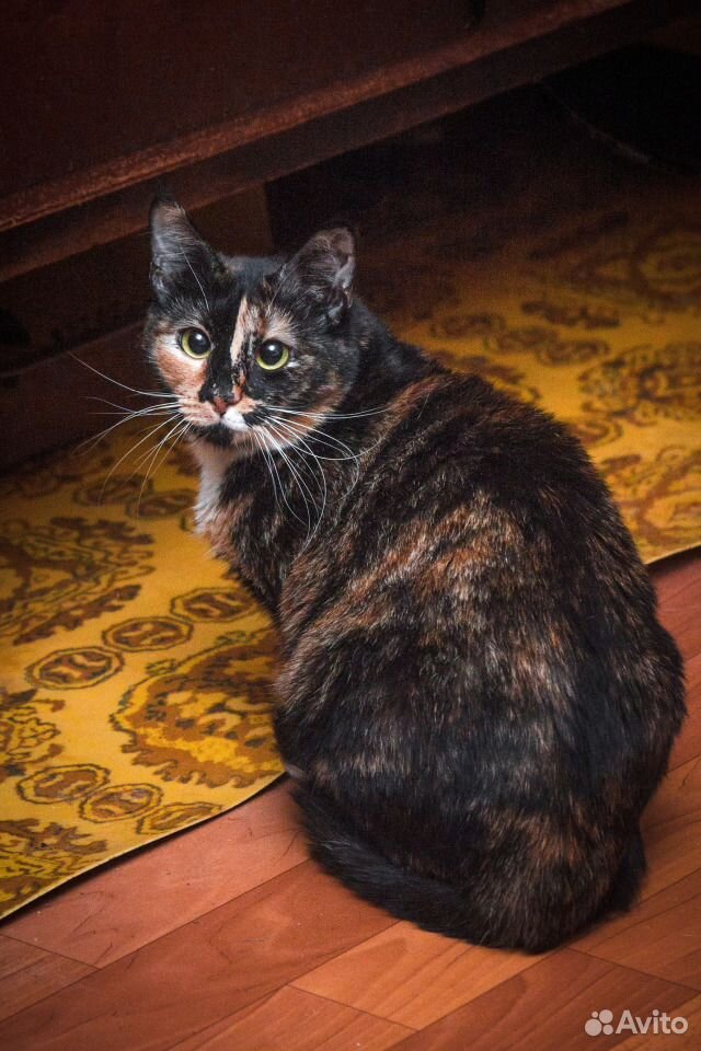 Кошка в добрые руки бесплатно