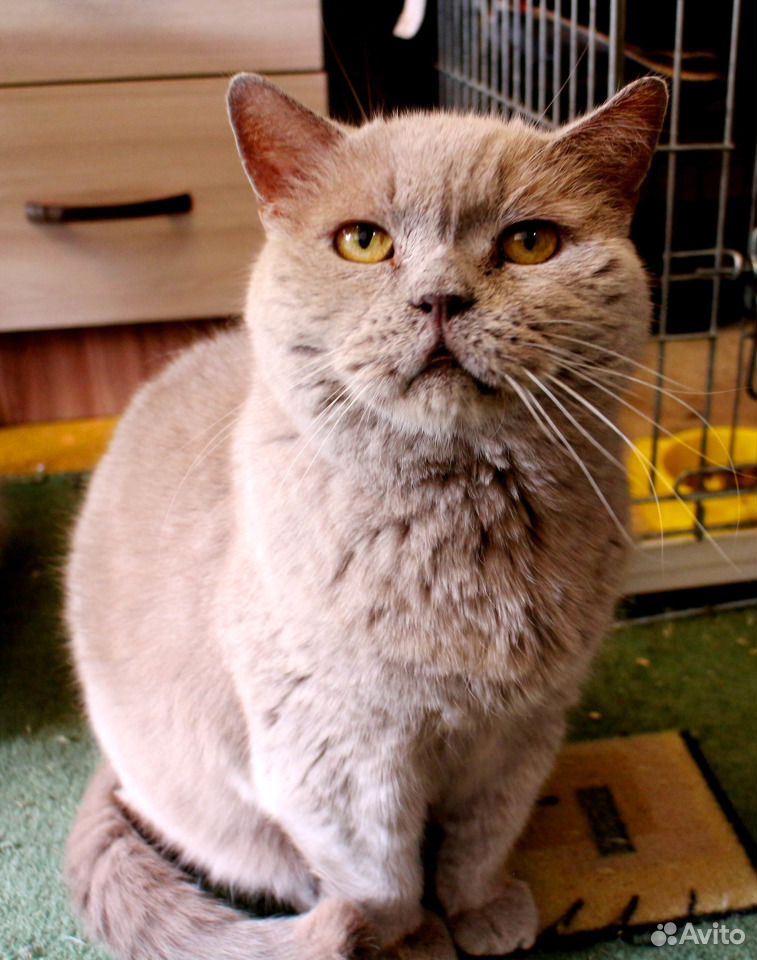 Котик-британ в хорошую семью