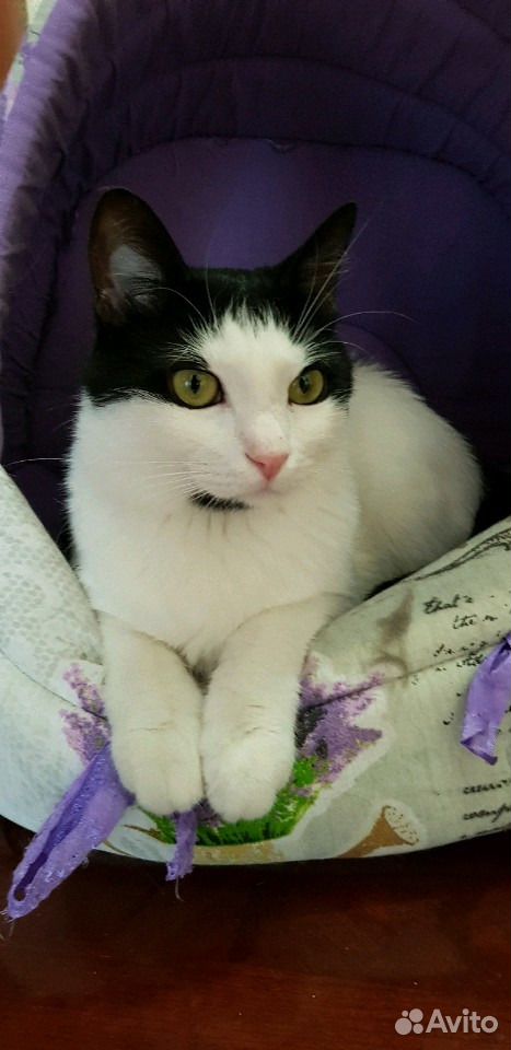 Котик Феня метис 1,5года кастрат,привит