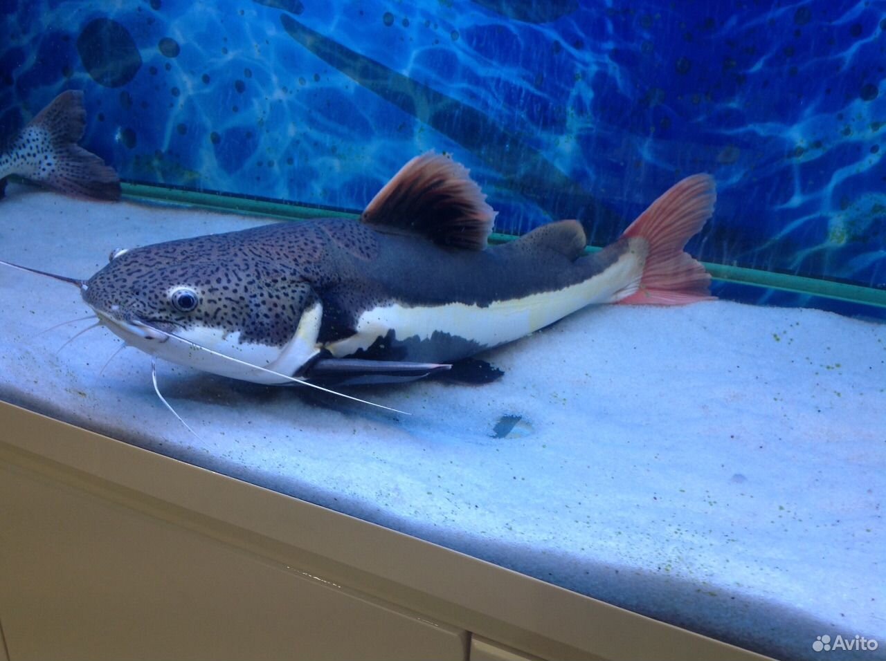 Фрактоцефалус (Краснохвостый сом) Псевдоплатистома