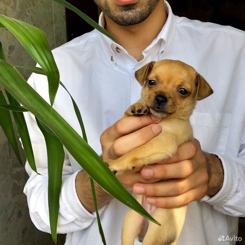 Продаётся Той-терьерчик