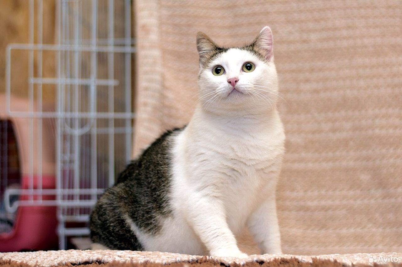 Берта в добрые руки