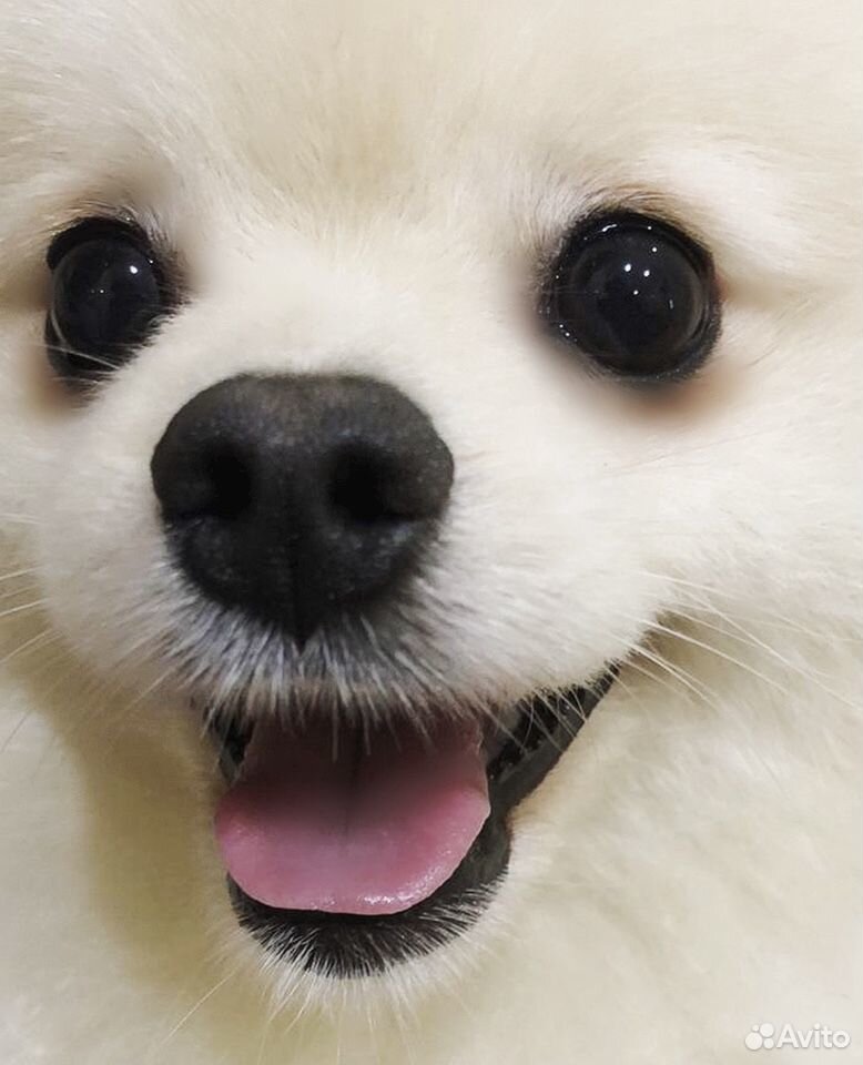 Шпиц РКФ на вязку