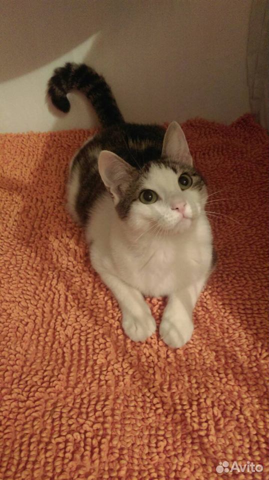 Котик Микко