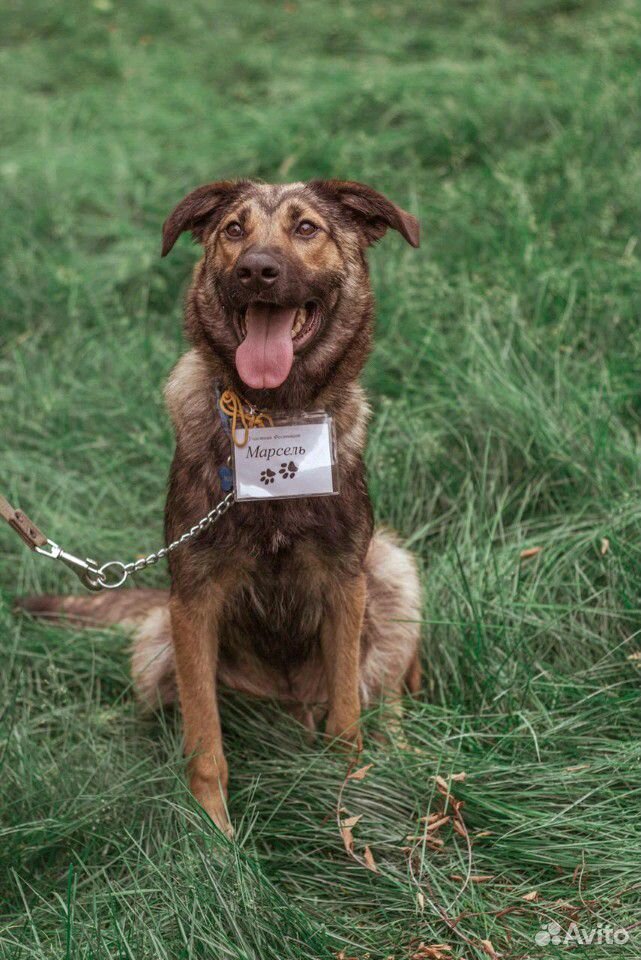 Марсель ищет дом