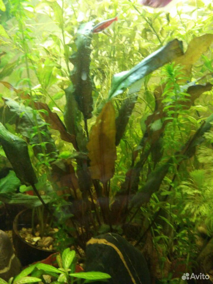 Криптокарина