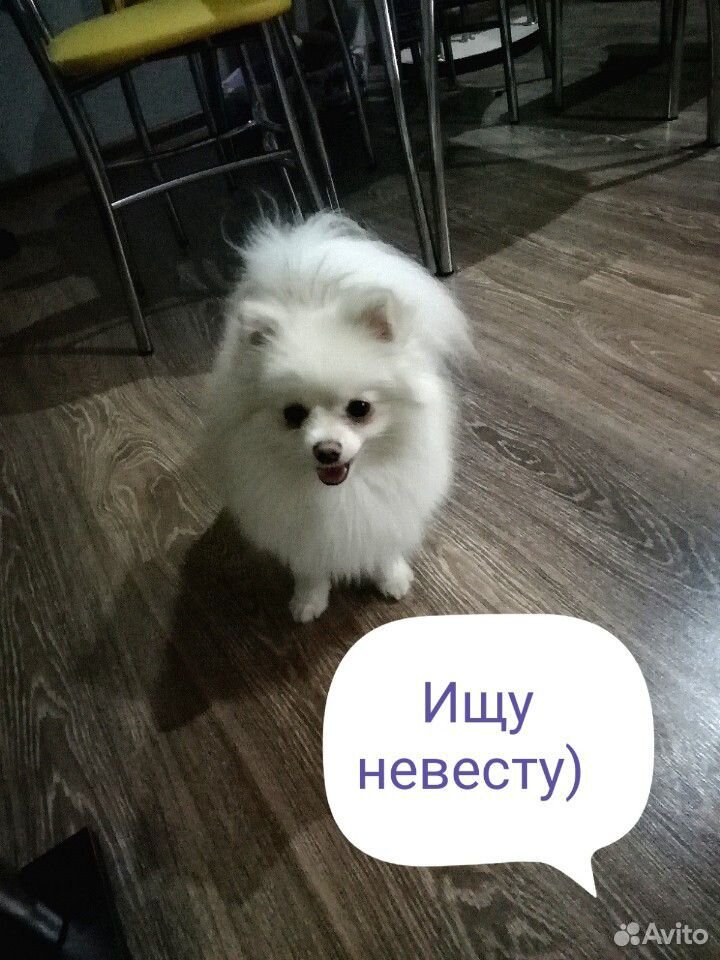 Шпиц немецкий на вязку