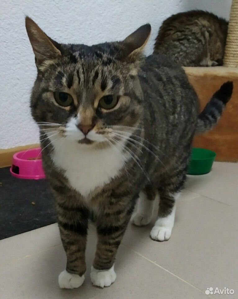 Кошка Мосичка